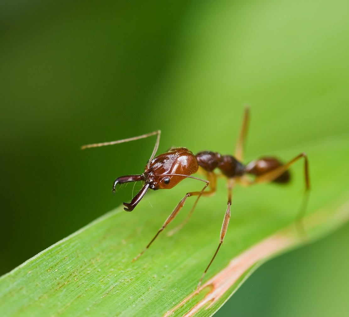 Fire Ant Control - The Organic Turf Company